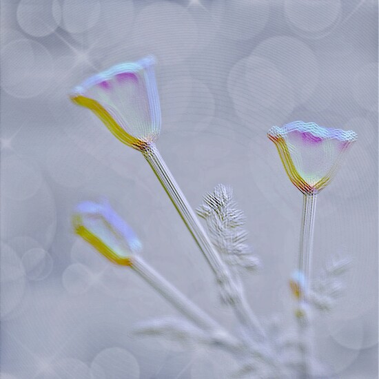 Bokeh by Shutterbug · 365 Project