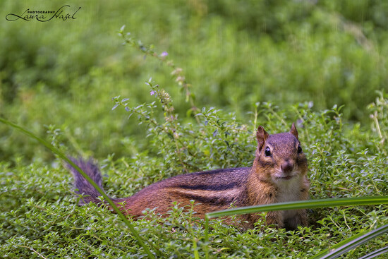 Chipmunk by Laura · 365 Project