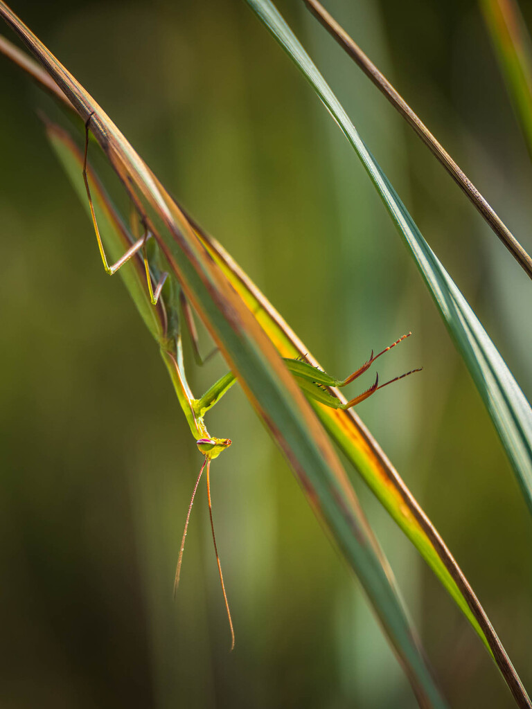 Mantis by haskar · 365 Project
