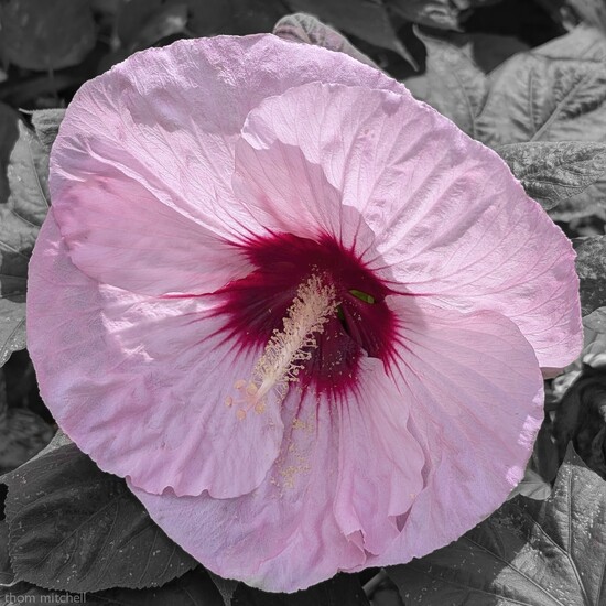 Unimaginative by Thom Mitchell · 365 Project
