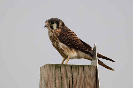 Kestrel by Jessica Eby · 365 Project