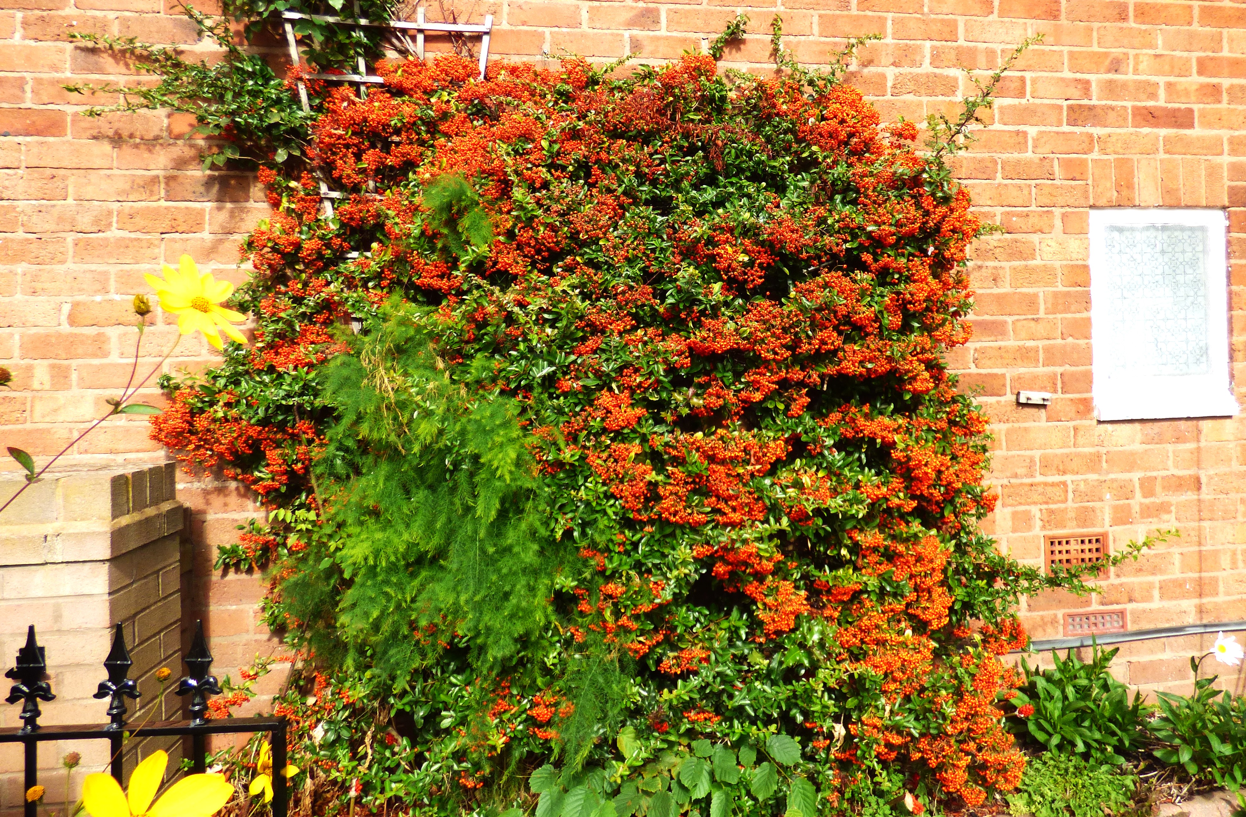 A feast for the blackbirds by Beryl Lloyd · 365 Project