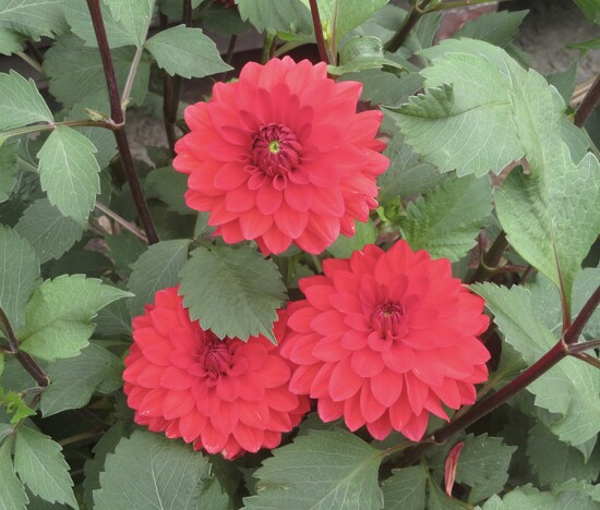 Perfect blooms by Felicity Macdonald-Smith · 365 Project