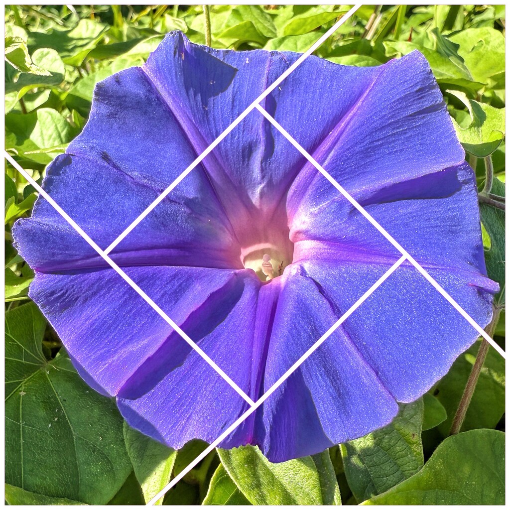 Morning Glory Closeup by Shutterbug · 365 Project