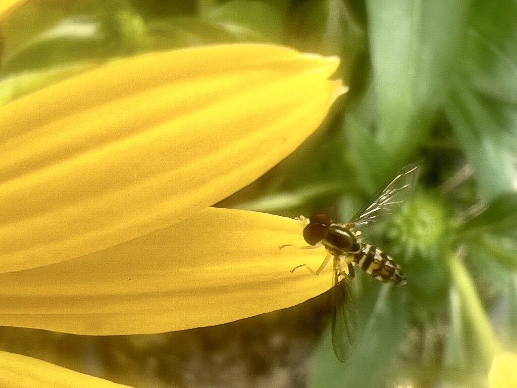 Eastern Calligrapher (Hover Fly) by Corinne C · 365 Project