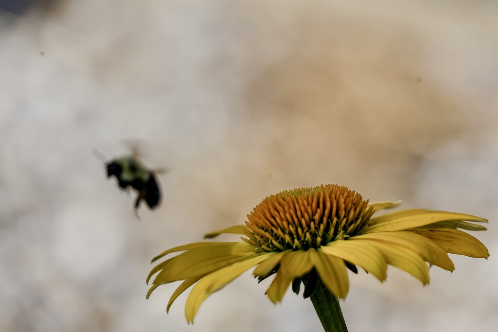 I was shooting for the bee :-) by Corinne C · 365 Project
