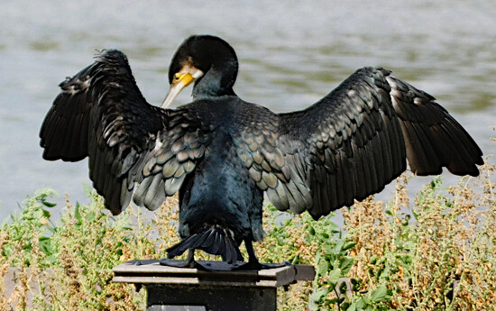 Cormorant by Fisher Family · 365 Project