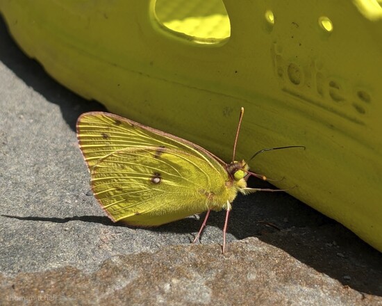 Yellow by Thom Mitchell · 365 Project