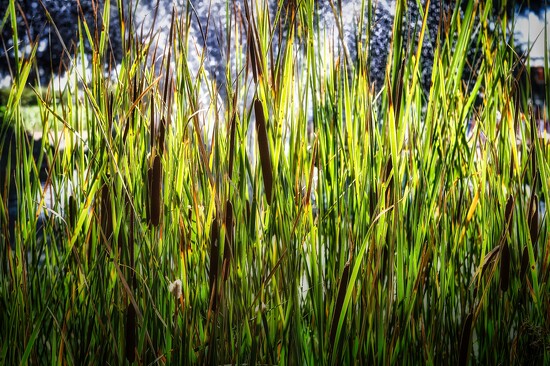Cat Tails by Joy's Focus · 365 Project