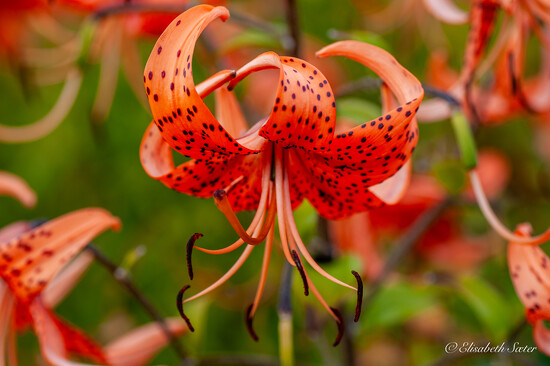 Tiger lily by Elisabeth Sæter · 365 Project