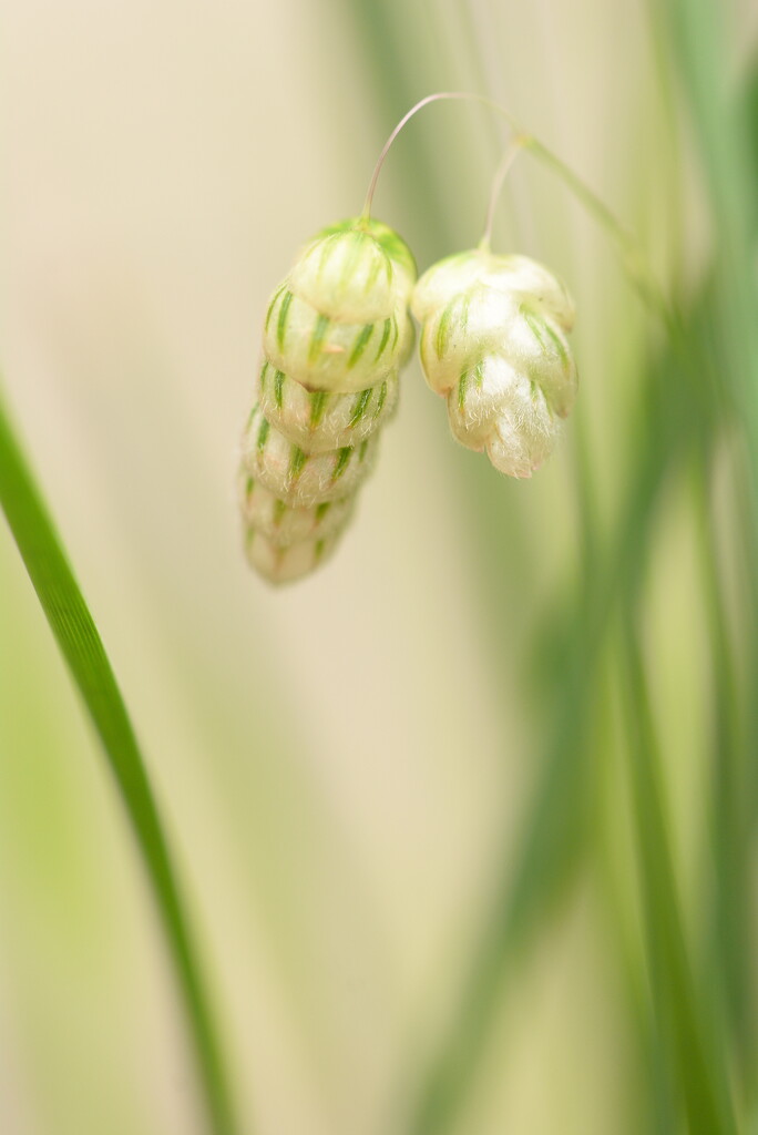 Quaker grass~~~~~ by ~*~ Jo ~*~ · 365 Project