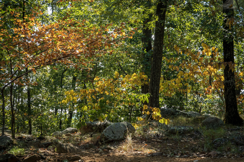 Summer into Fall by KV · 365 Project