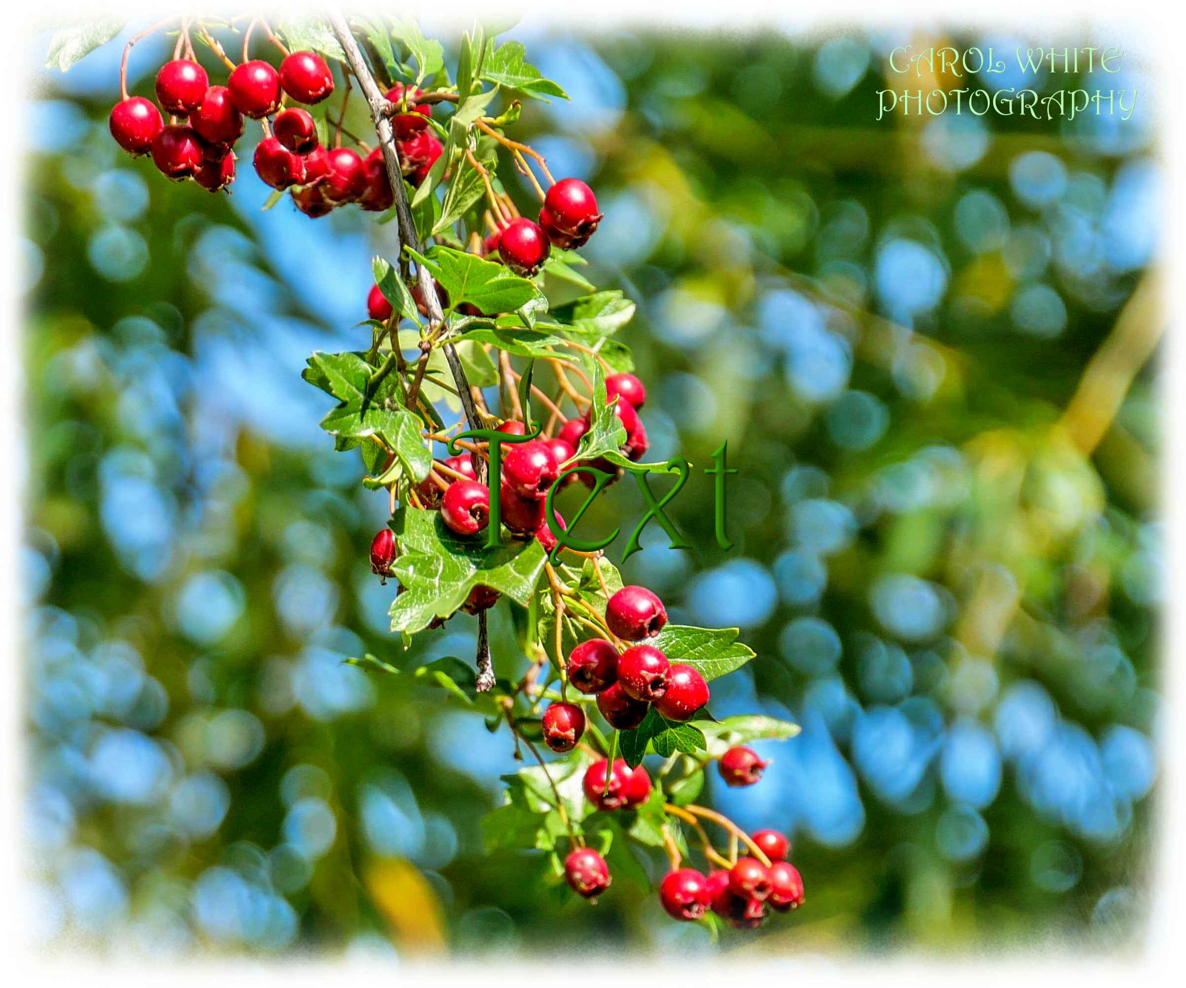 Hawthorn Berries And Bokeh by carol white · 365 Project