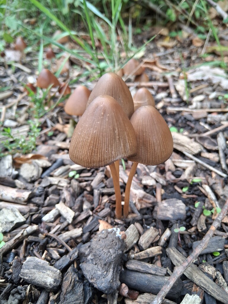 Toadstool season by Jo Worboys · 365 Project