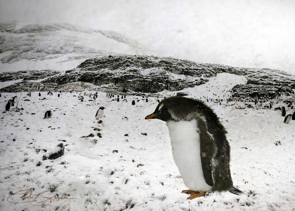 Gentoo Penguin jpg by Carole G · 365 Project