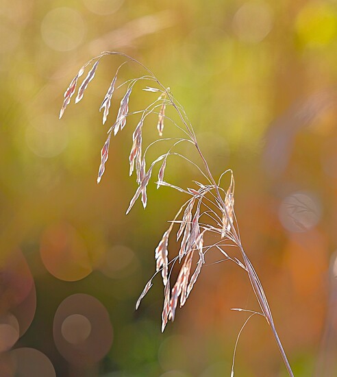 September Grass by *lynn · 365 Project