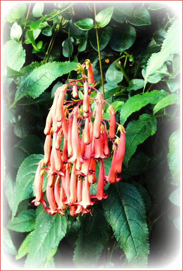 Cape fuchsia ( Phygelius) by Beryl Lloyd · 365 Project