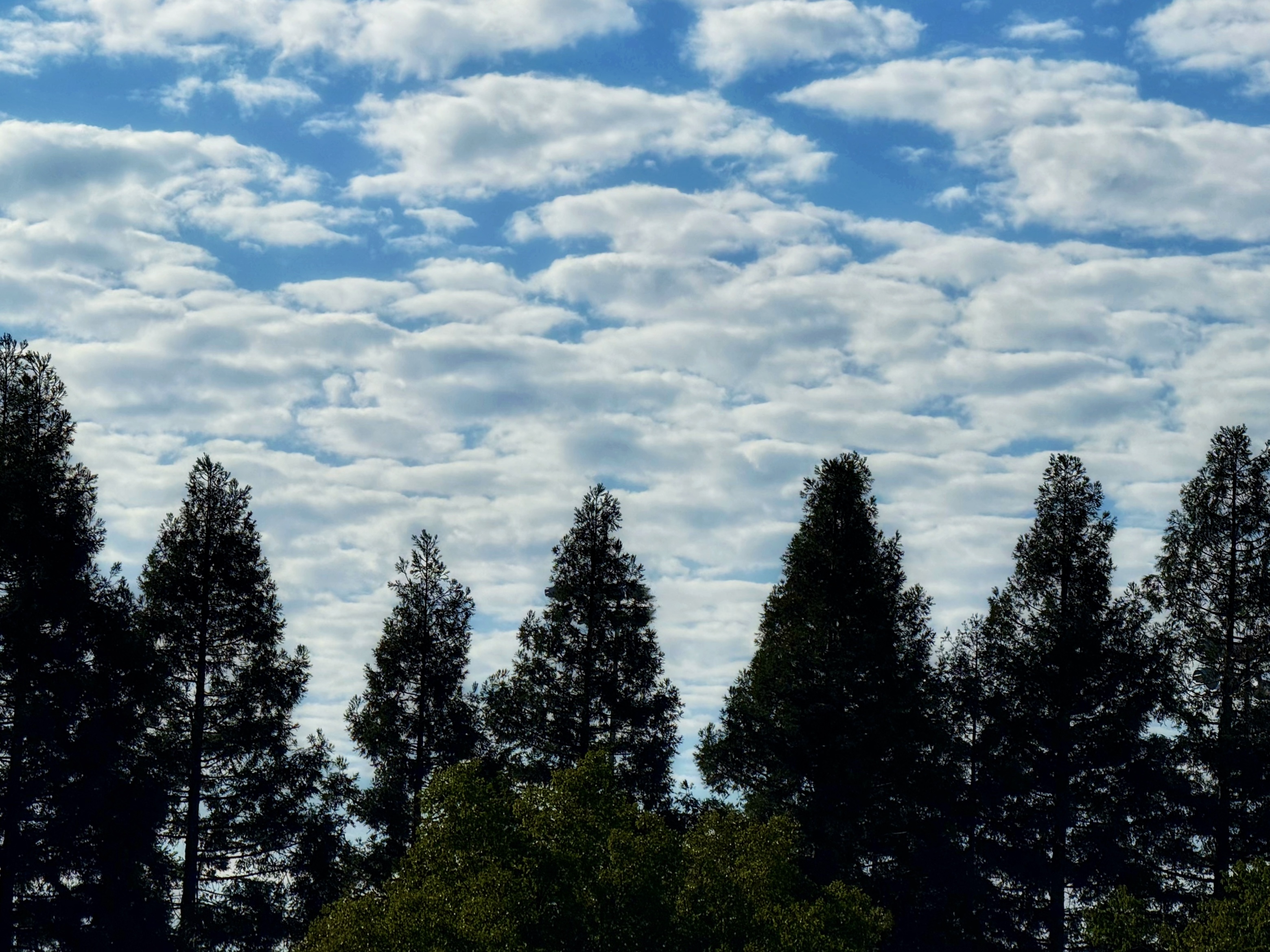 Crowds of Trees by CC Folk · 365 Project