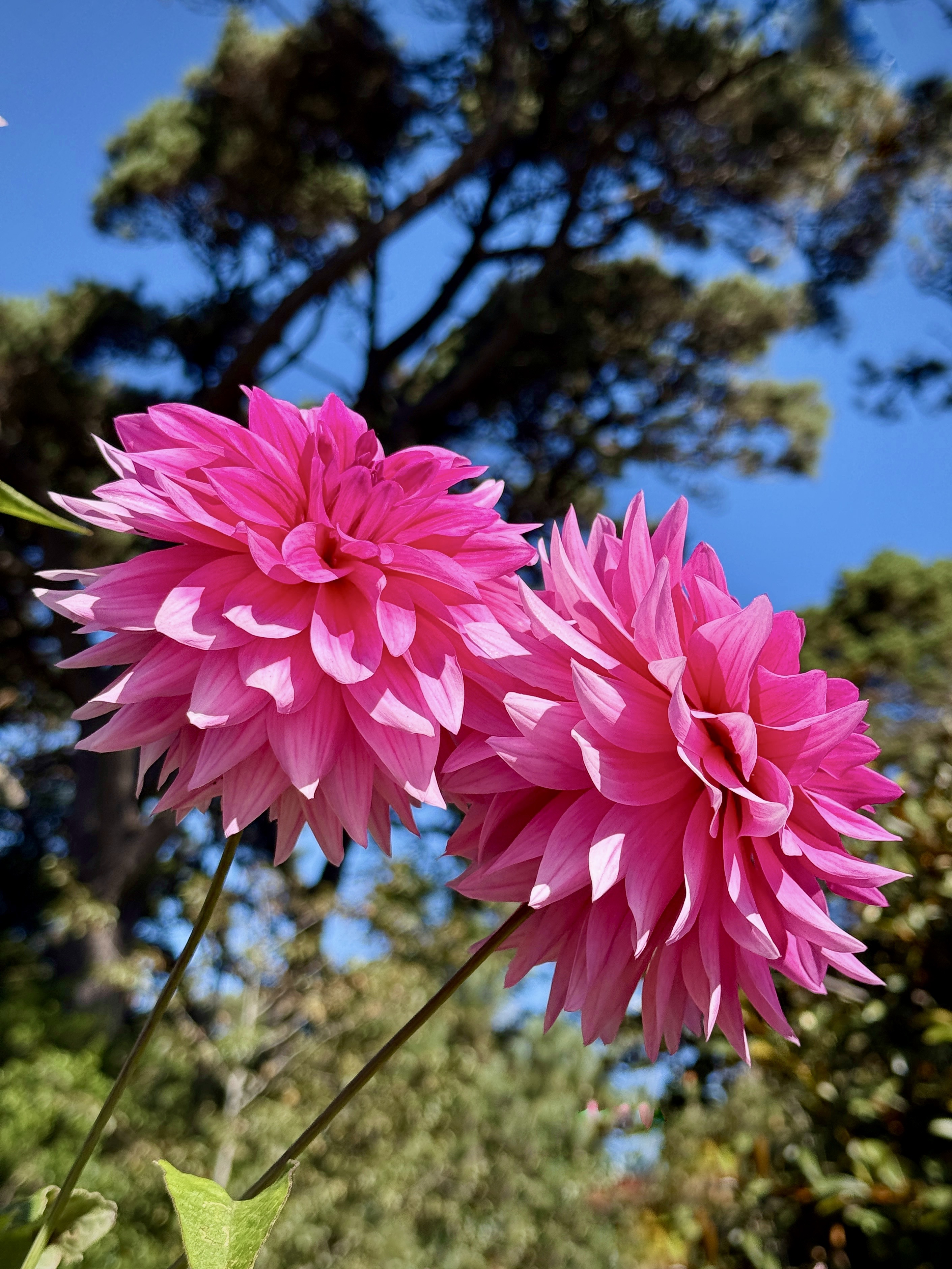 Dahlia #1 by Shutterbug · 365 Project