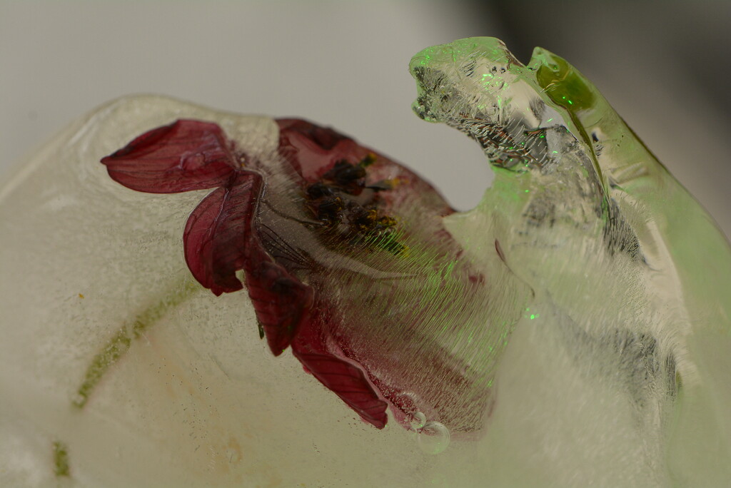 Frozen flower by ~*~ Jo ~*~ · 365 Project