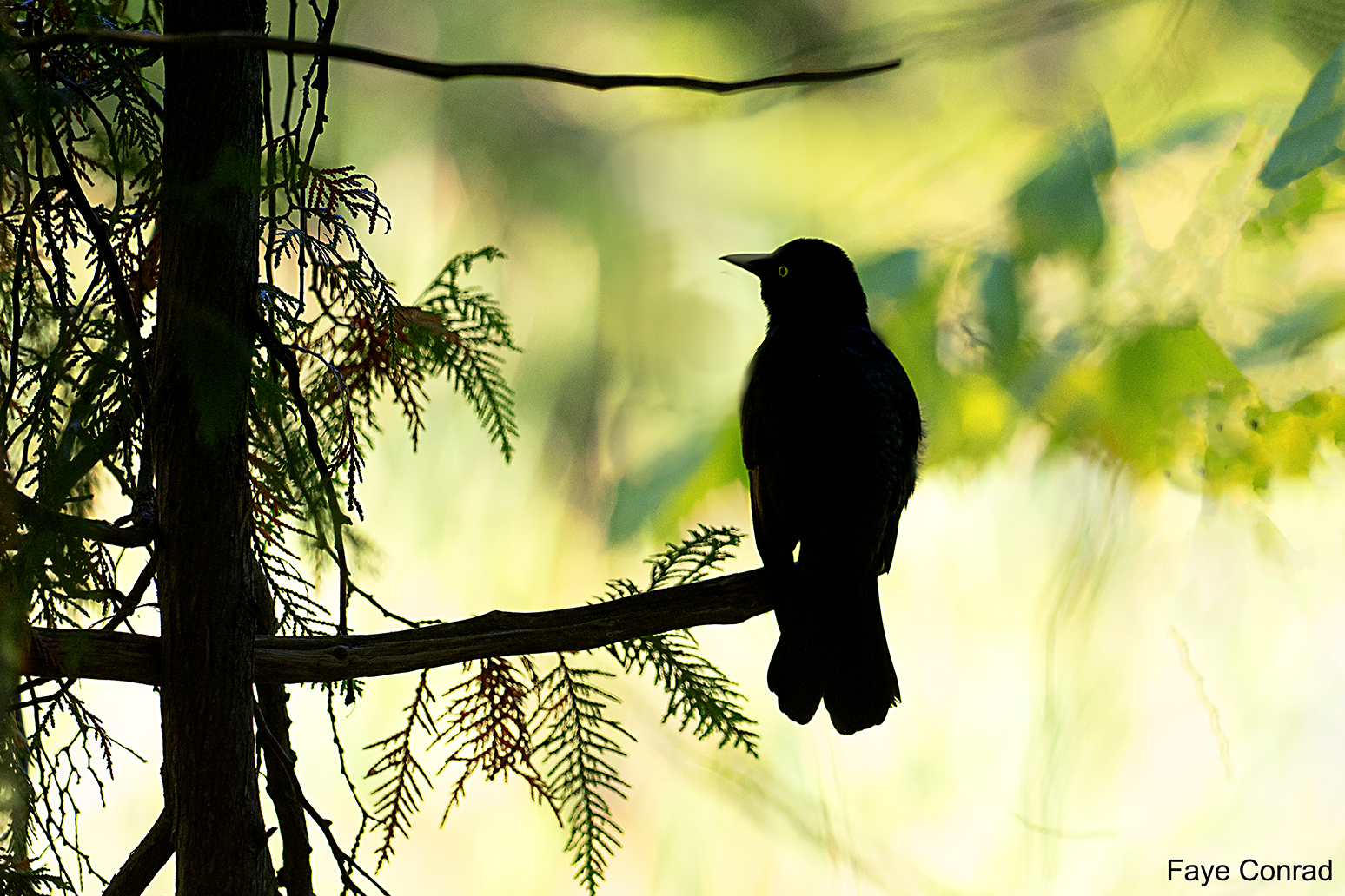 Silhouette in the forest by Faye Turner · 365 Project
