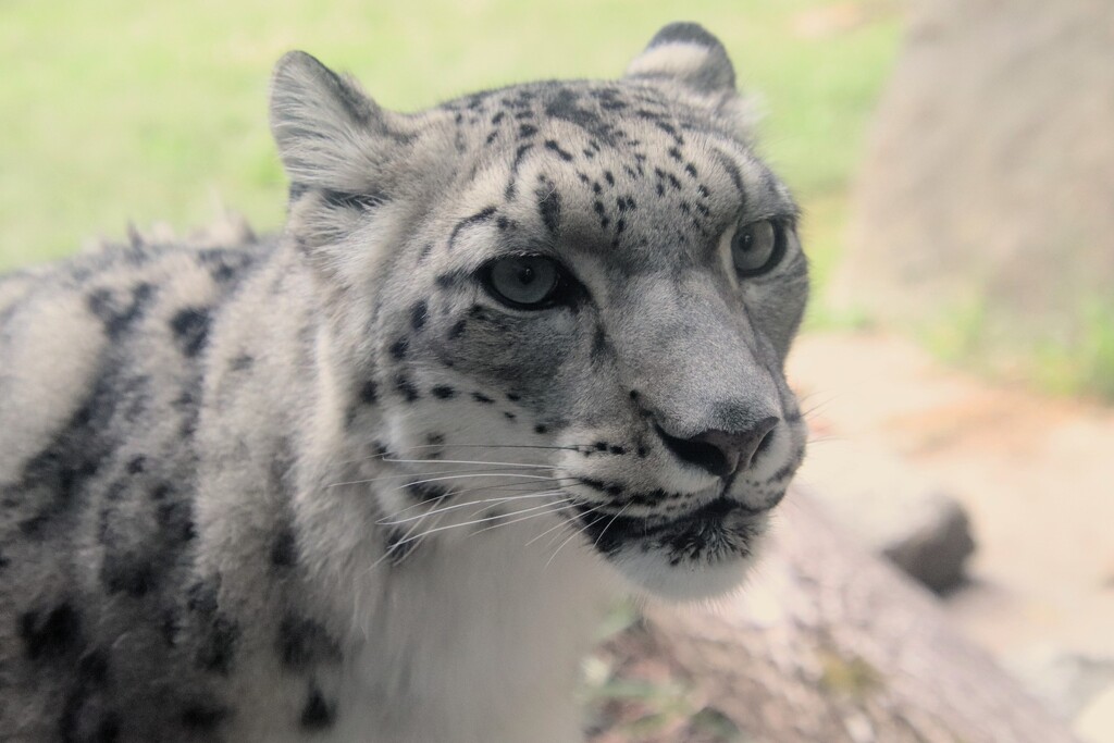 Snow Leopard Up Close by Randy Lubbering · 365 Project