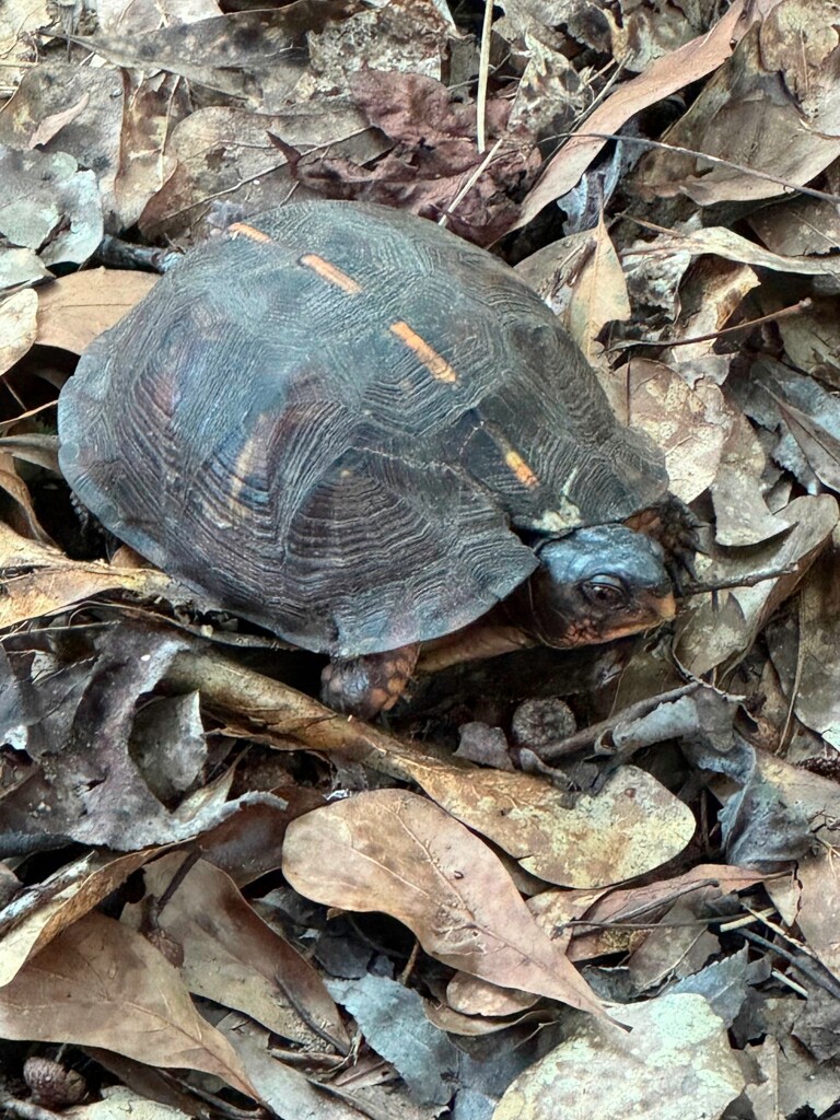 Little box turtle... by Mags · 365 Project