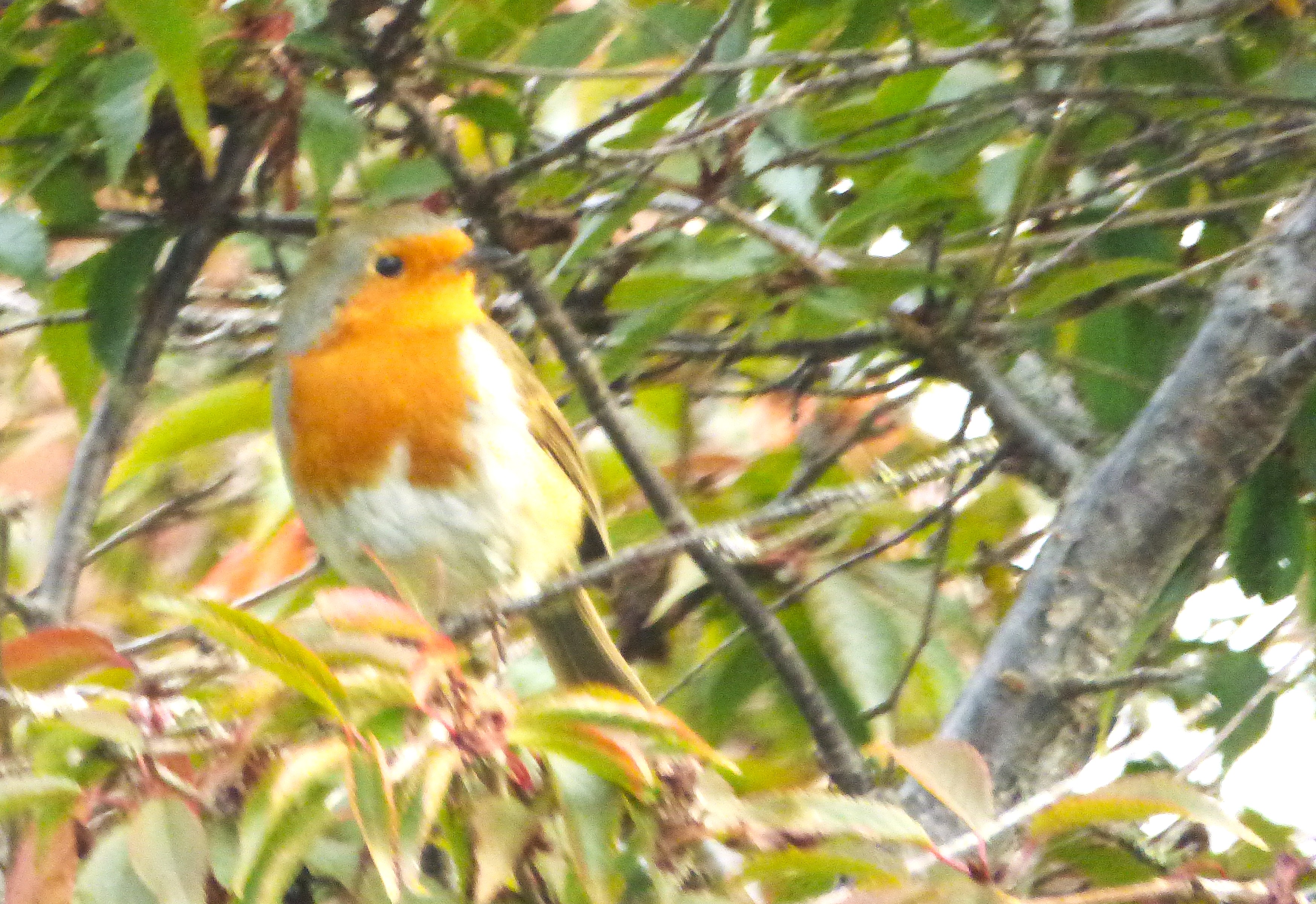 Sweet Robin by Beryl Lloyd · 365 Project