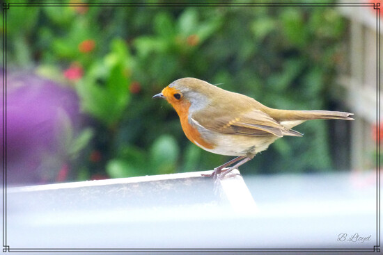 Robin by Beryl Lloyd · 365 Project