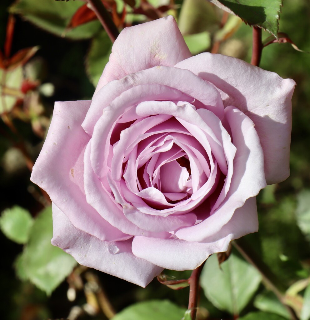 Lilac Rose by Jeremy Cross · 365 Project