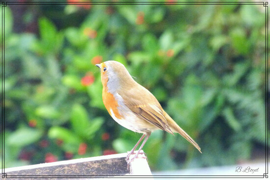 Robin by Beryl Lloyd · 365 Project