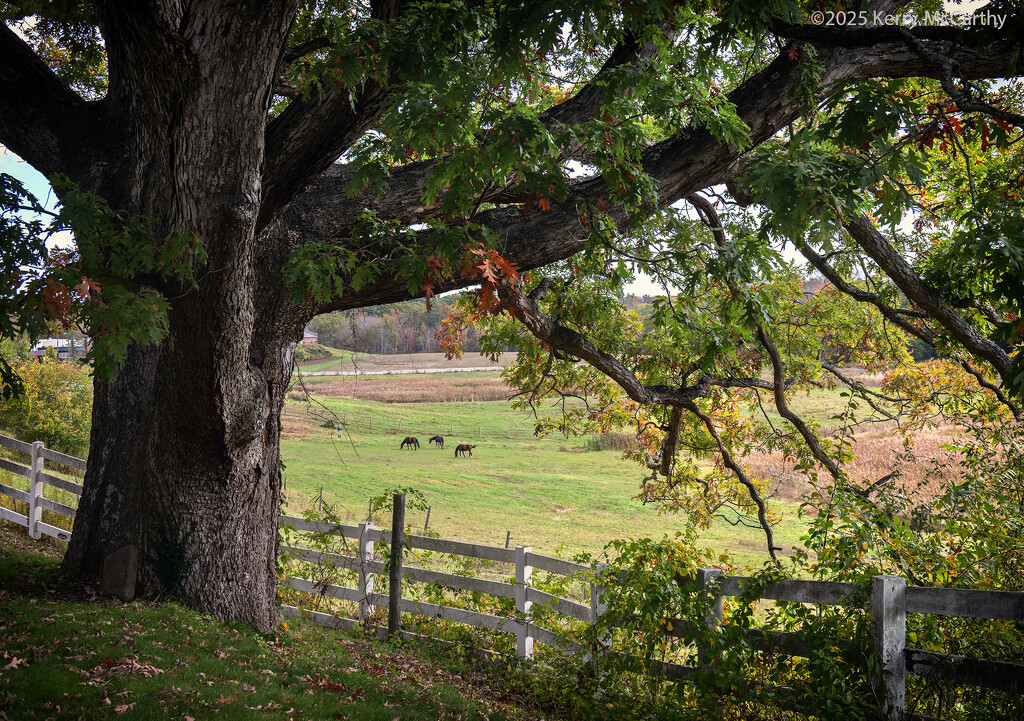 Country scene by Kerry McCarthy · 365 Project