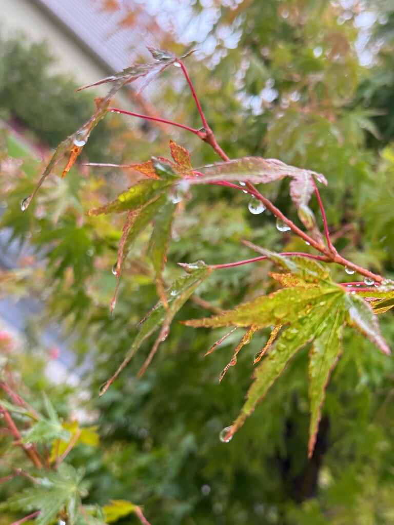 First Autumn Color by Shutterbug · 365 Project