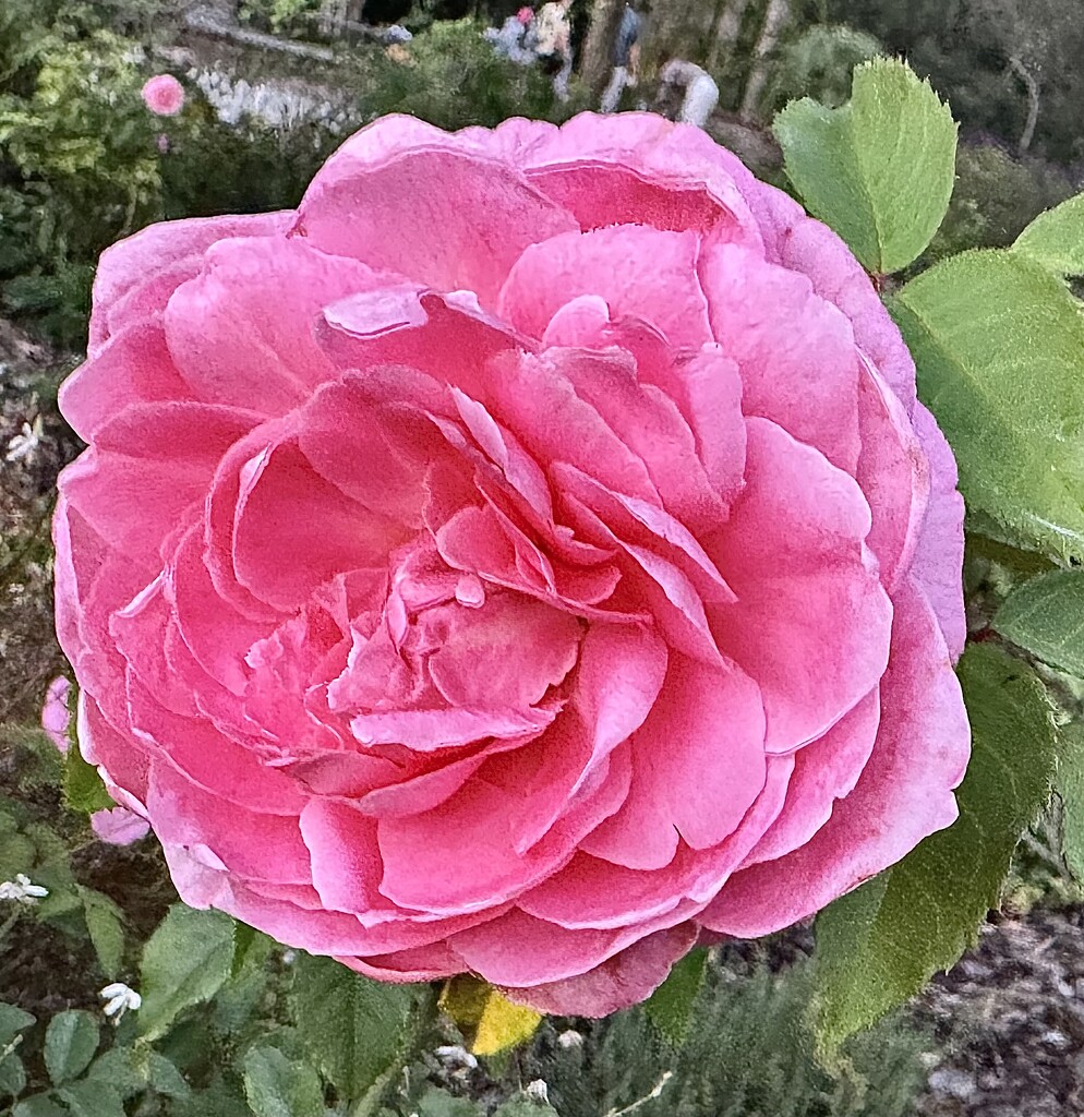 A perfect rose by John · 365 Project