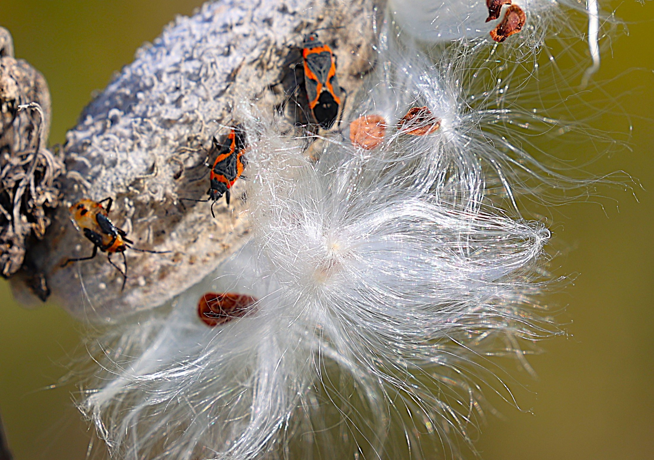 Milkweed Seed Pod with Bugs by *lynn · 365 Project