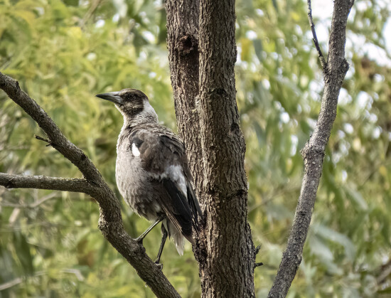 immature butcher bird by KoalaGardens🐨 · 365 Project