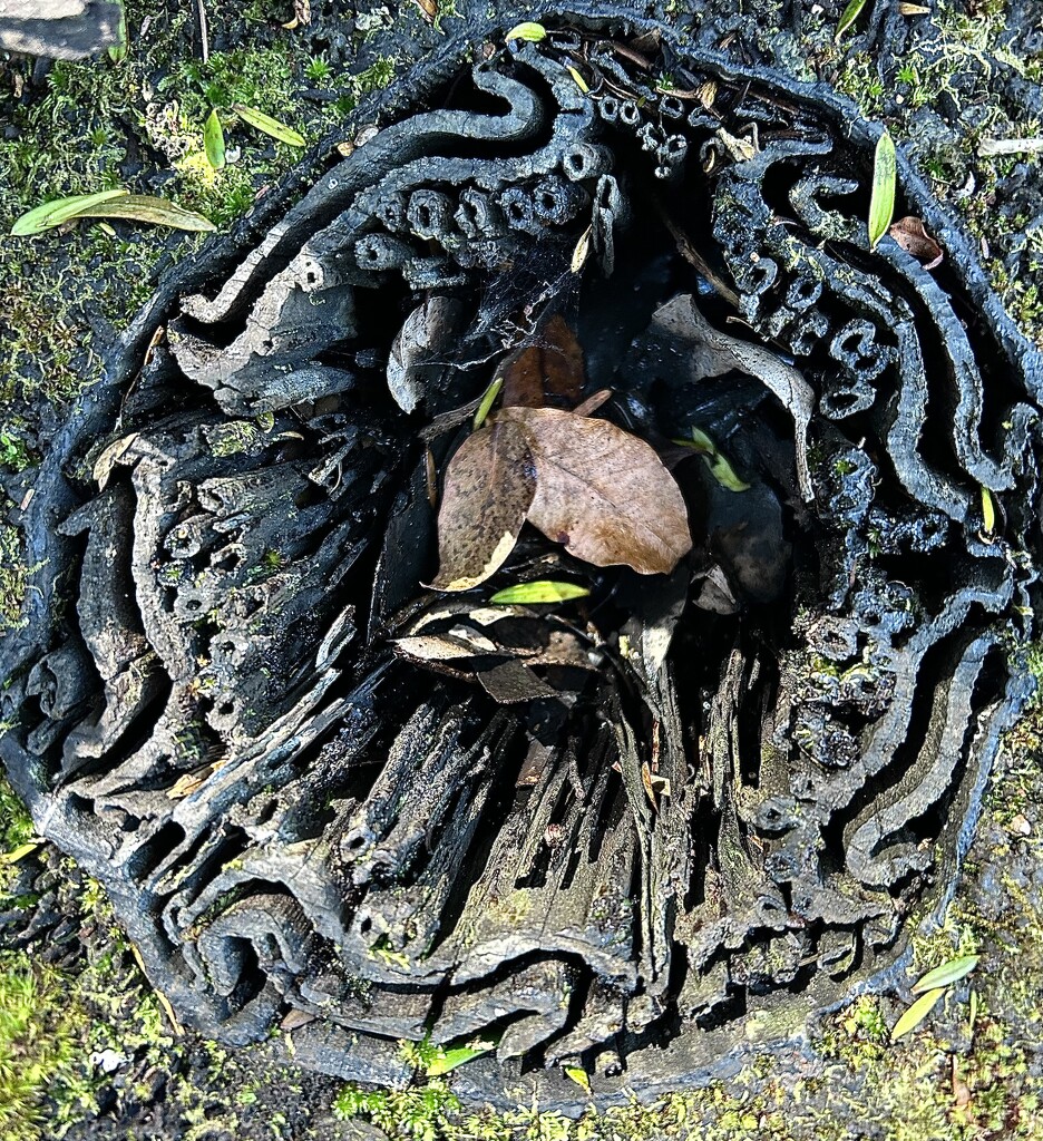 A punga stump and patterns by Shirley · 365 Project