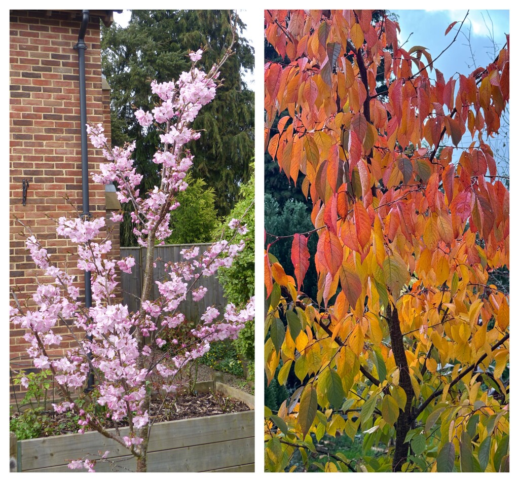 Spring/Autumn - Same Tree by Sue Cooper · 365 Project