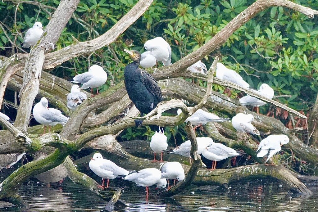 Cormorant by Carole Sandford · 365 Project
