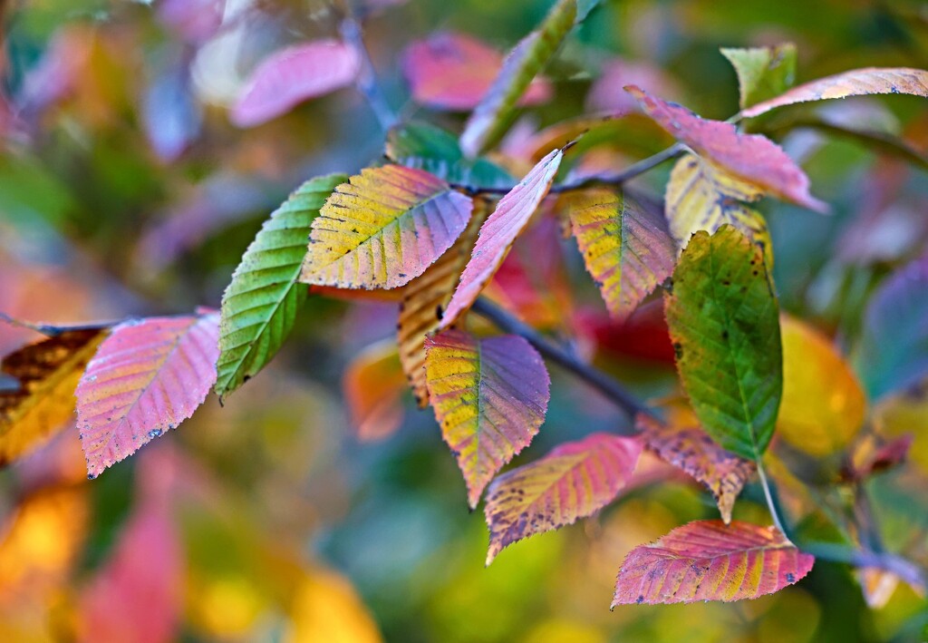 Colorful Leaves by *lynn · 365 Project