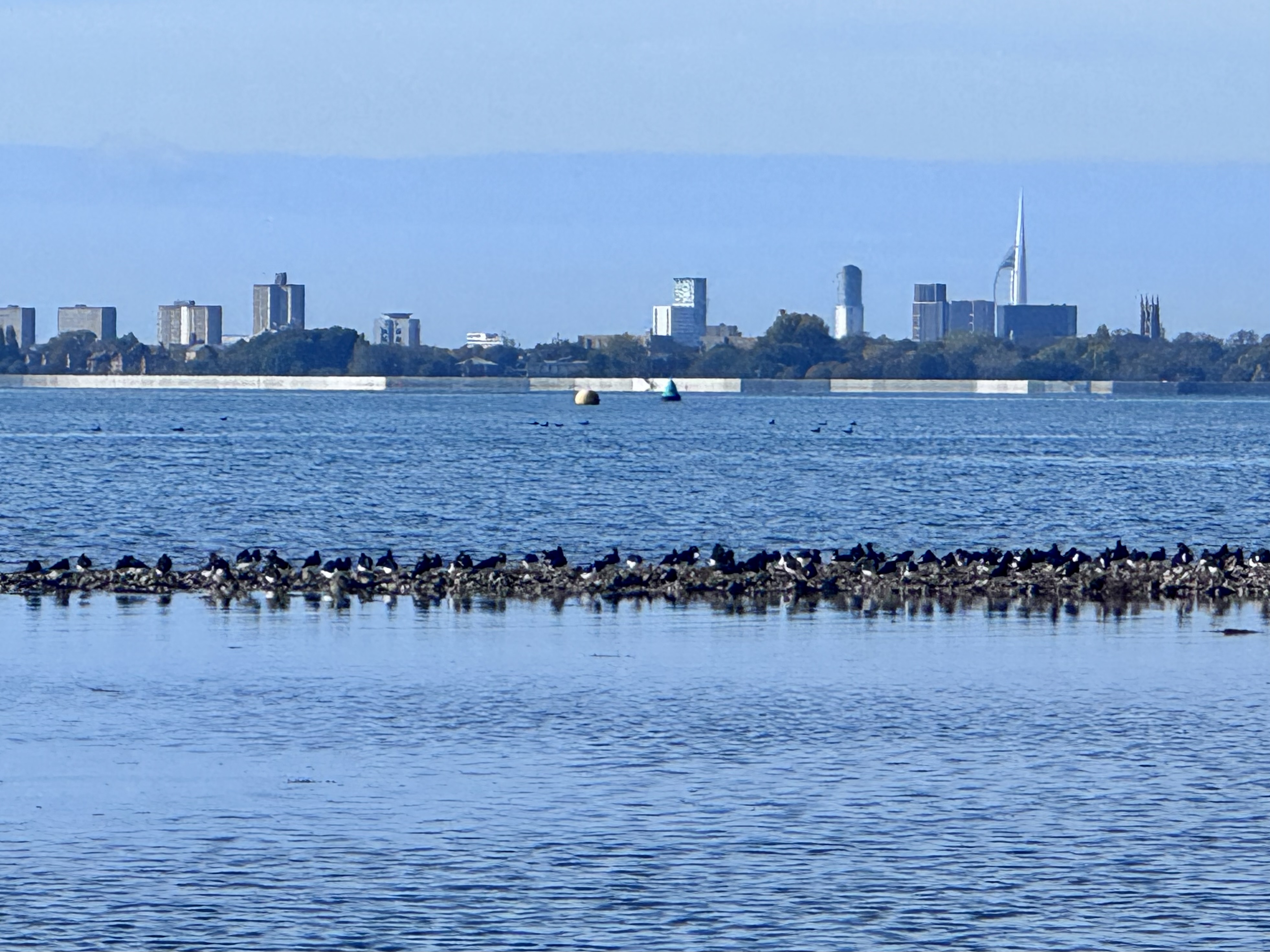 Oystercatchers on the sandbar by Susan Wakely · 365 Project