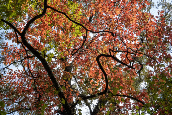 Limbs Akimbo by KV · 365 Project