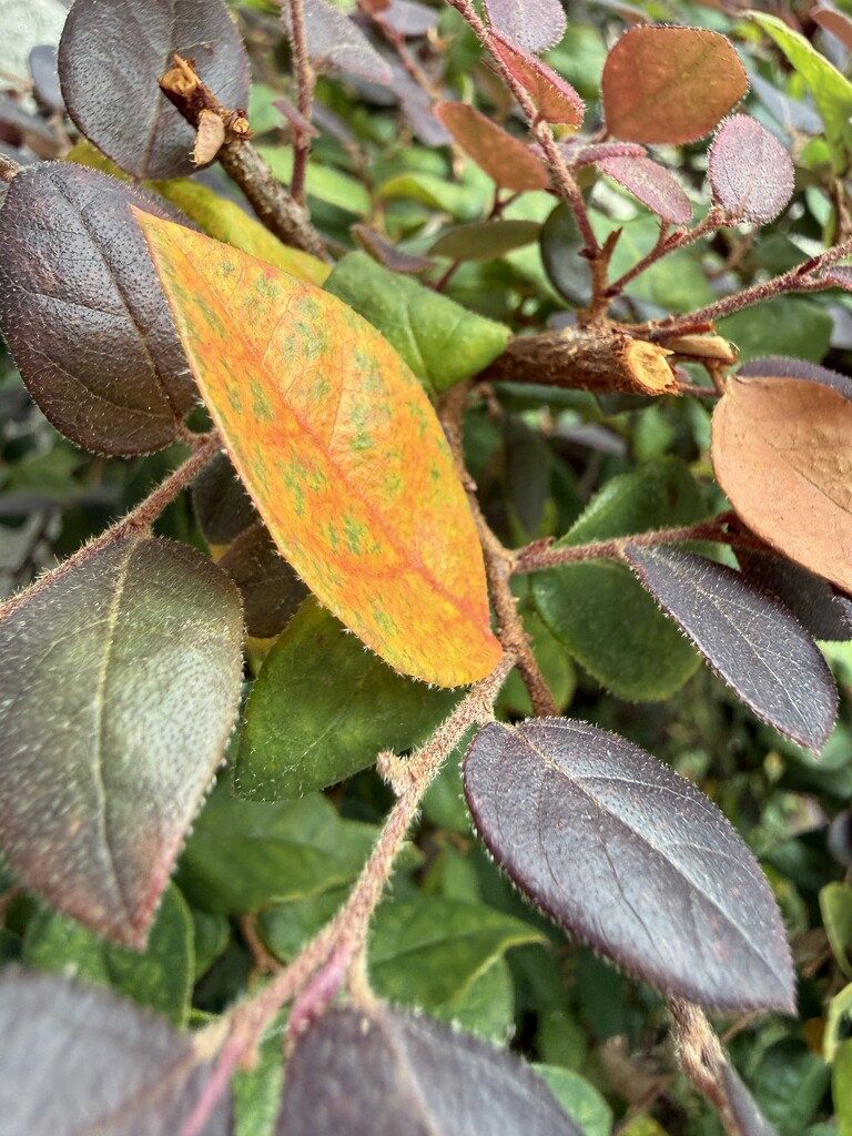 A little bit of autumn color by Shutterbug · 365 Project