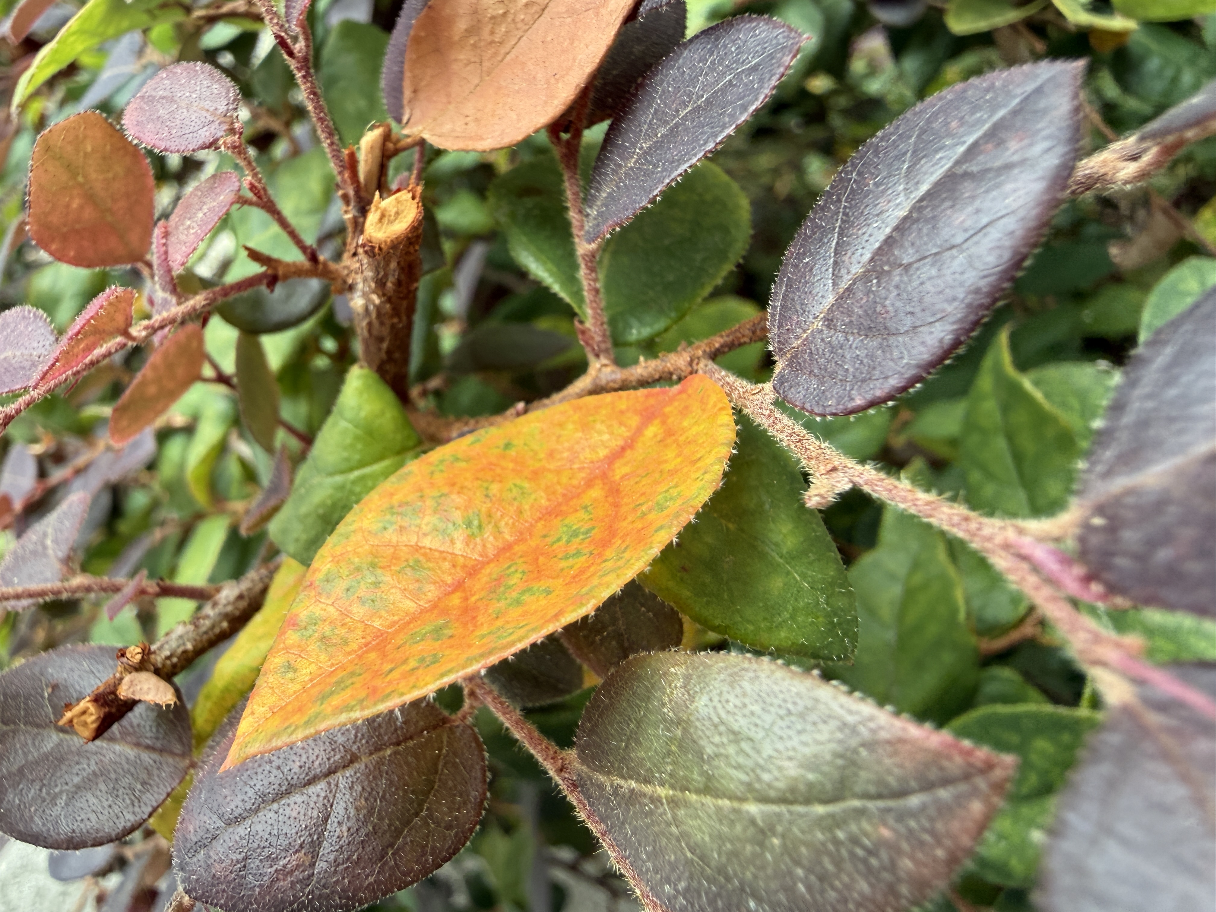 A little bit of autumn color by Shutterbug · 365 Project