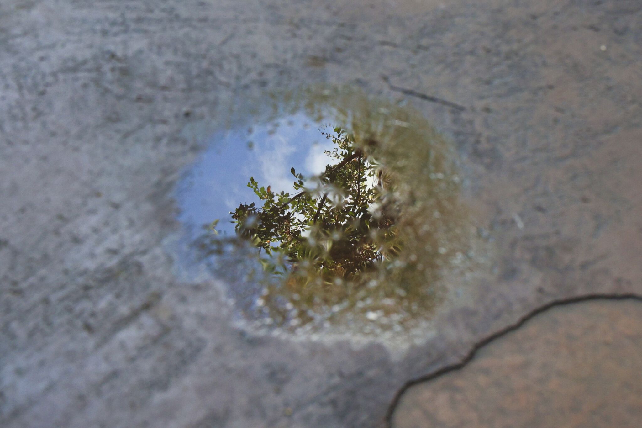 Small Puddle by JudyC · 365 Project