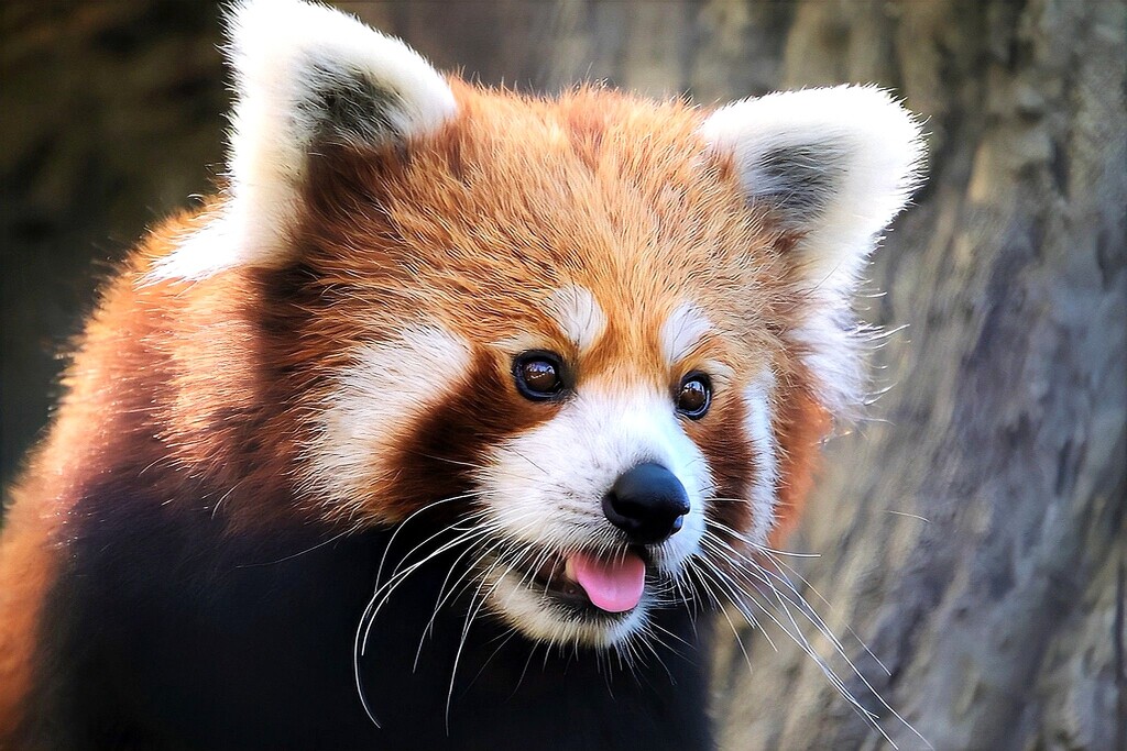 Red Panda by Randy Lubbering · 365 Project