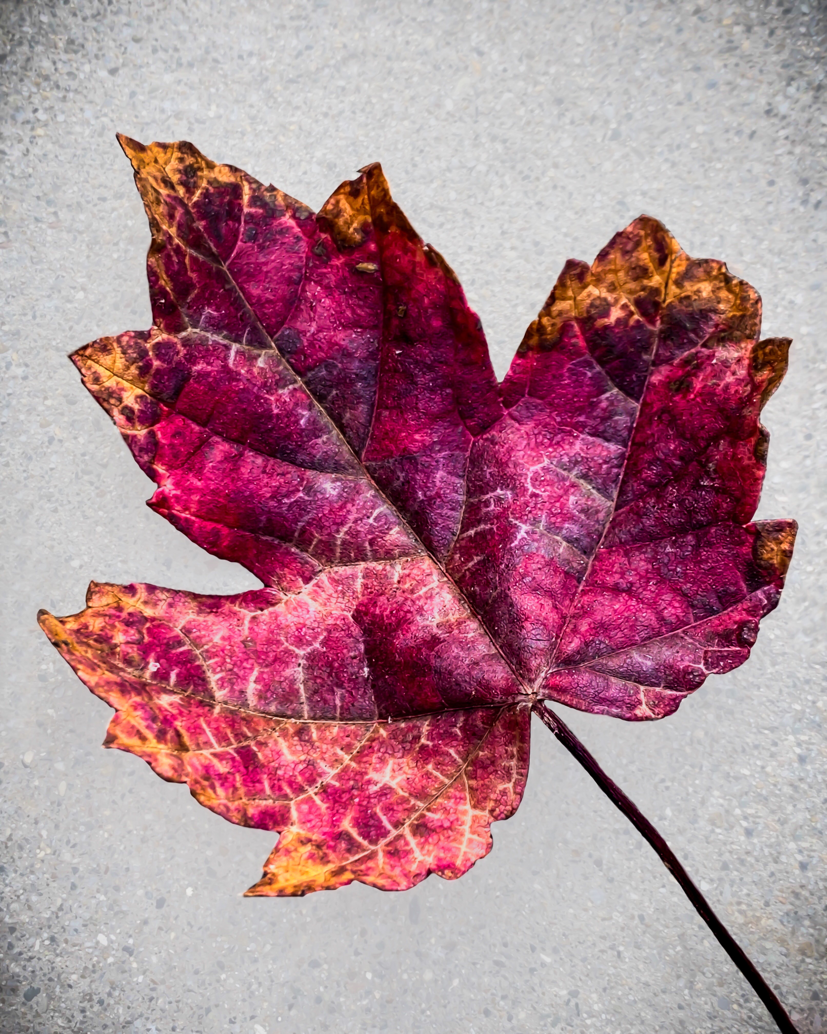 Simple Flatlay by Shutterbug · 365 Project