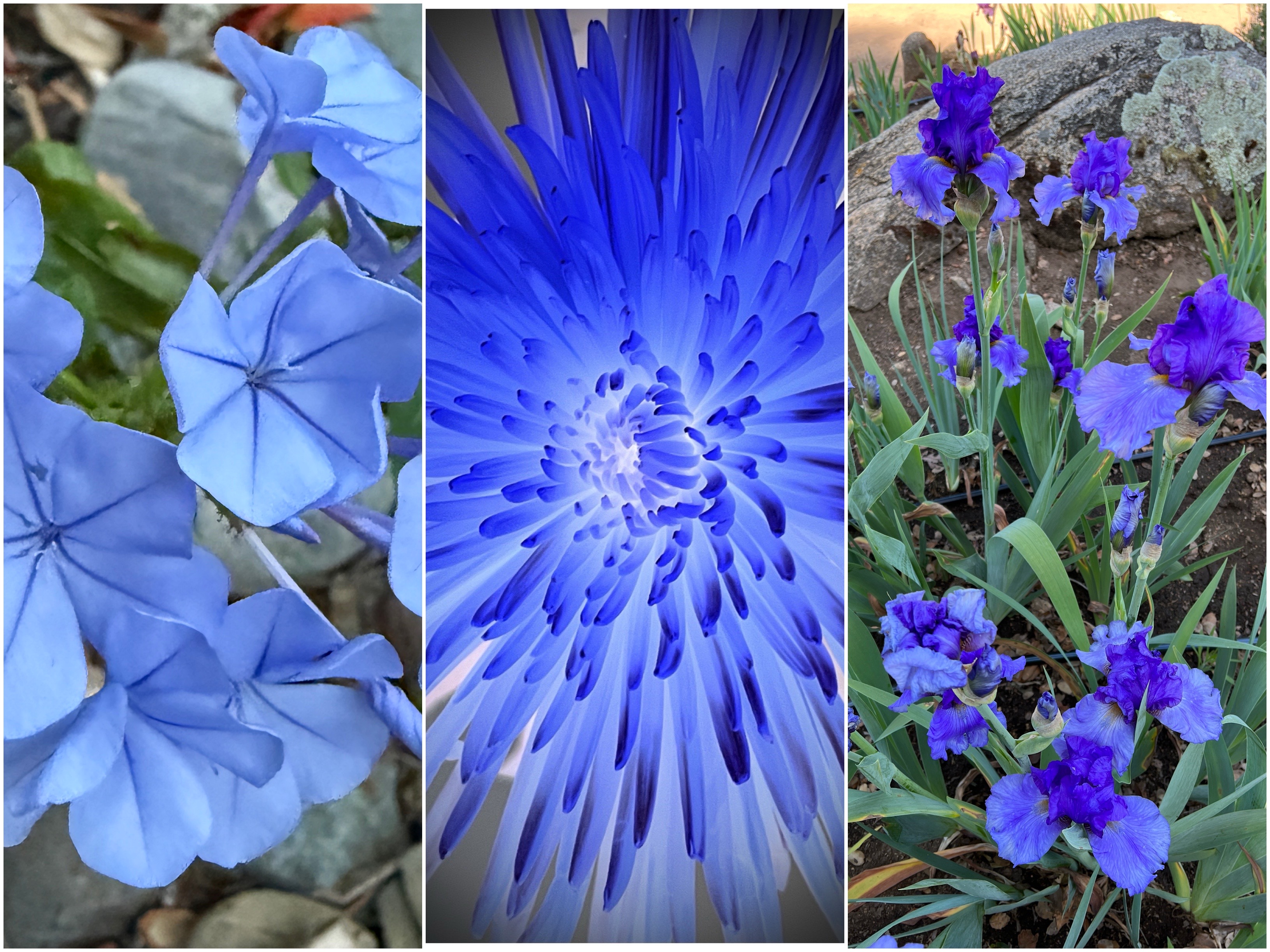 Favorite Color by Shutterbug · 365 Project