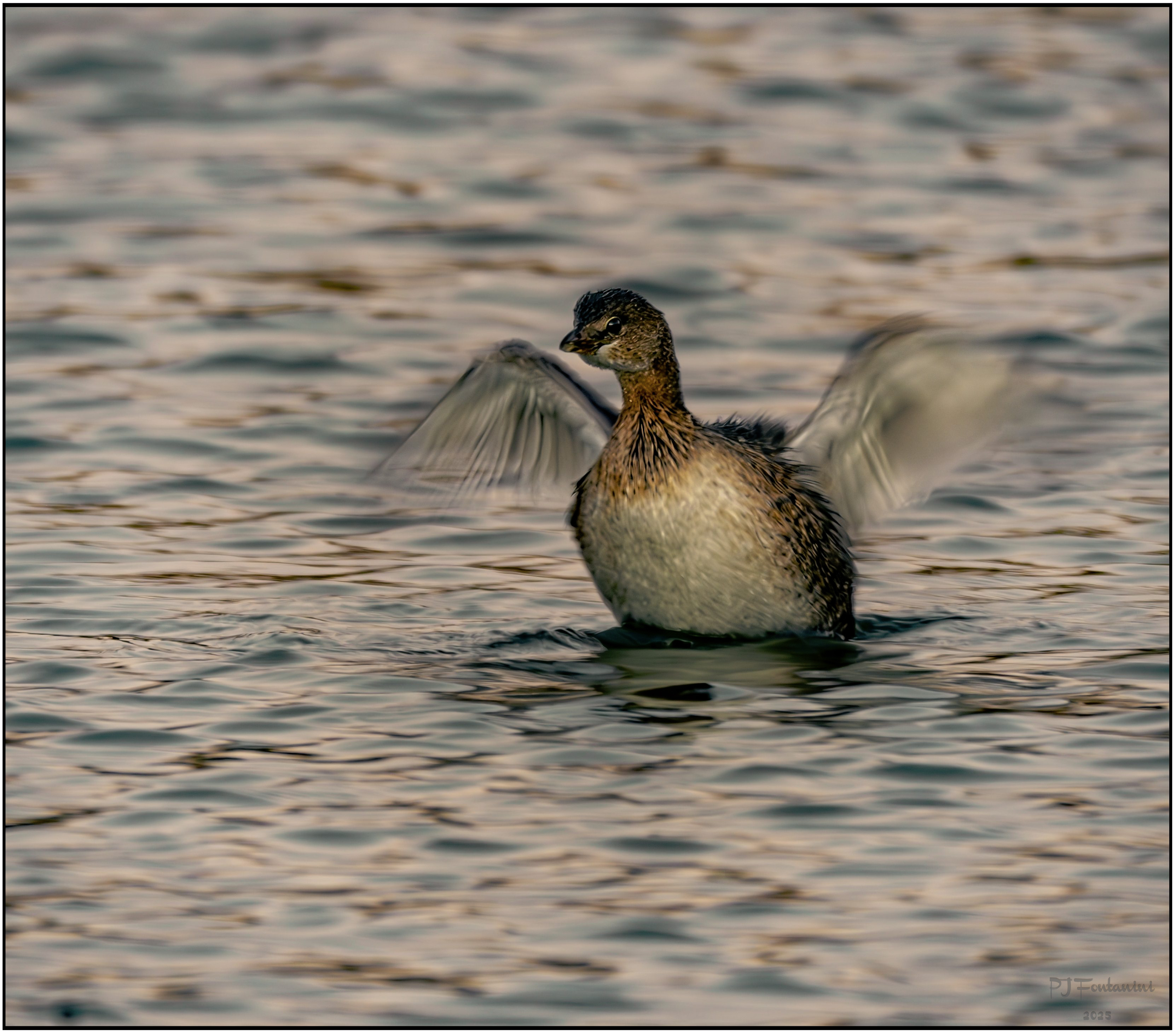 Pied-Bill Grebe Nonbreeding Adult by Paula Fontanini · 365 Project