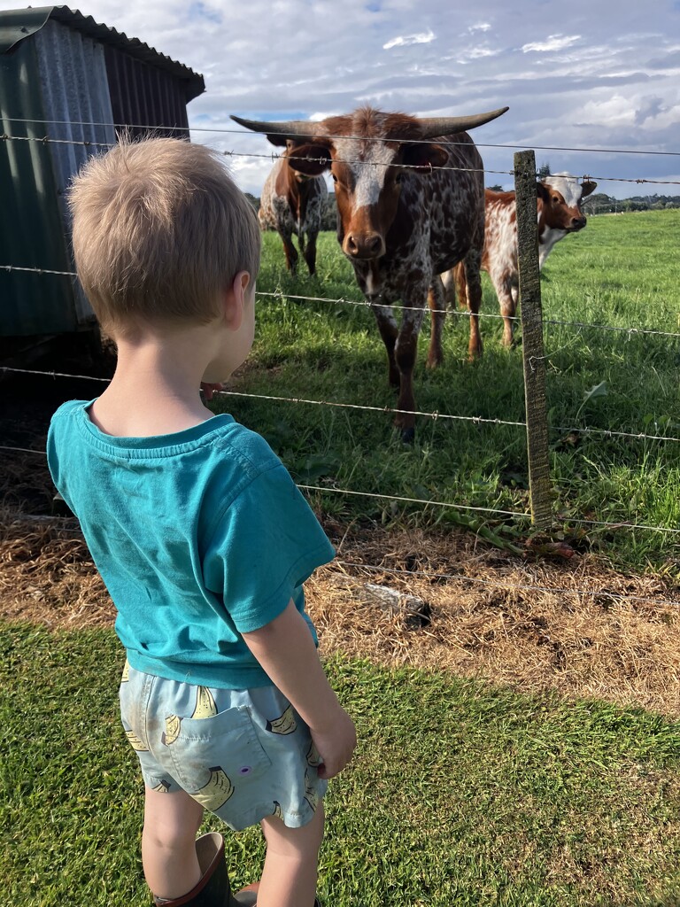 Eyeballing each other by Dianne · 365 Project